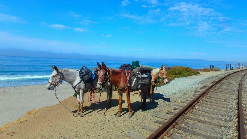 The Mule Train vs. The Bullet Train – 3MULES.COM