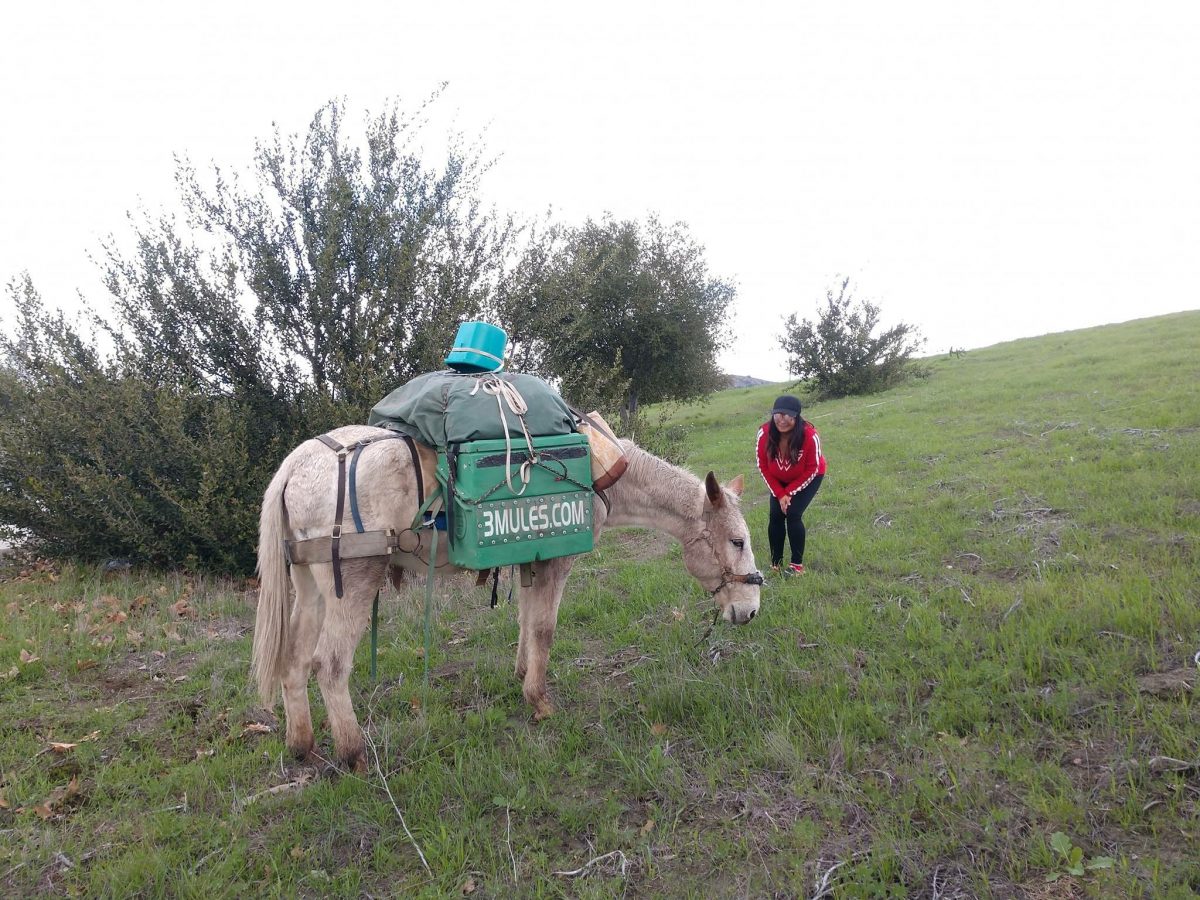 The Mules and Their Mythology – 3MULES.COM