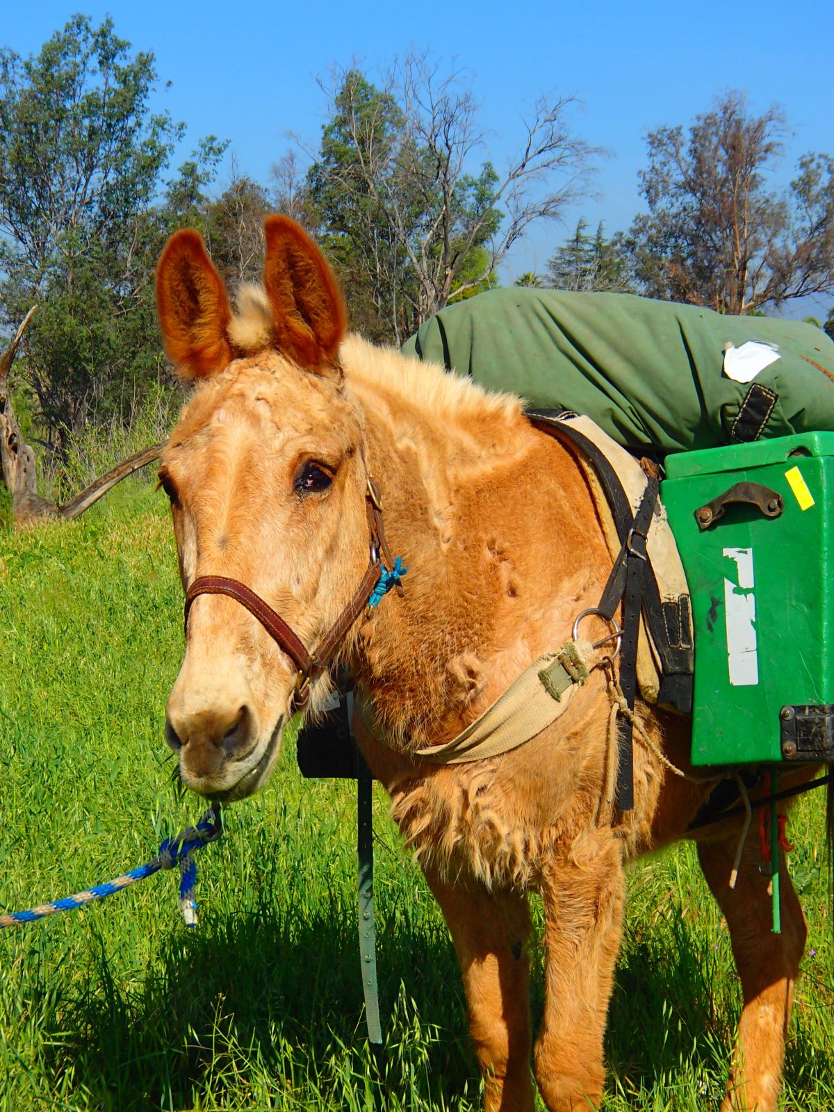 New mule added to the pack – 3MULES.COM