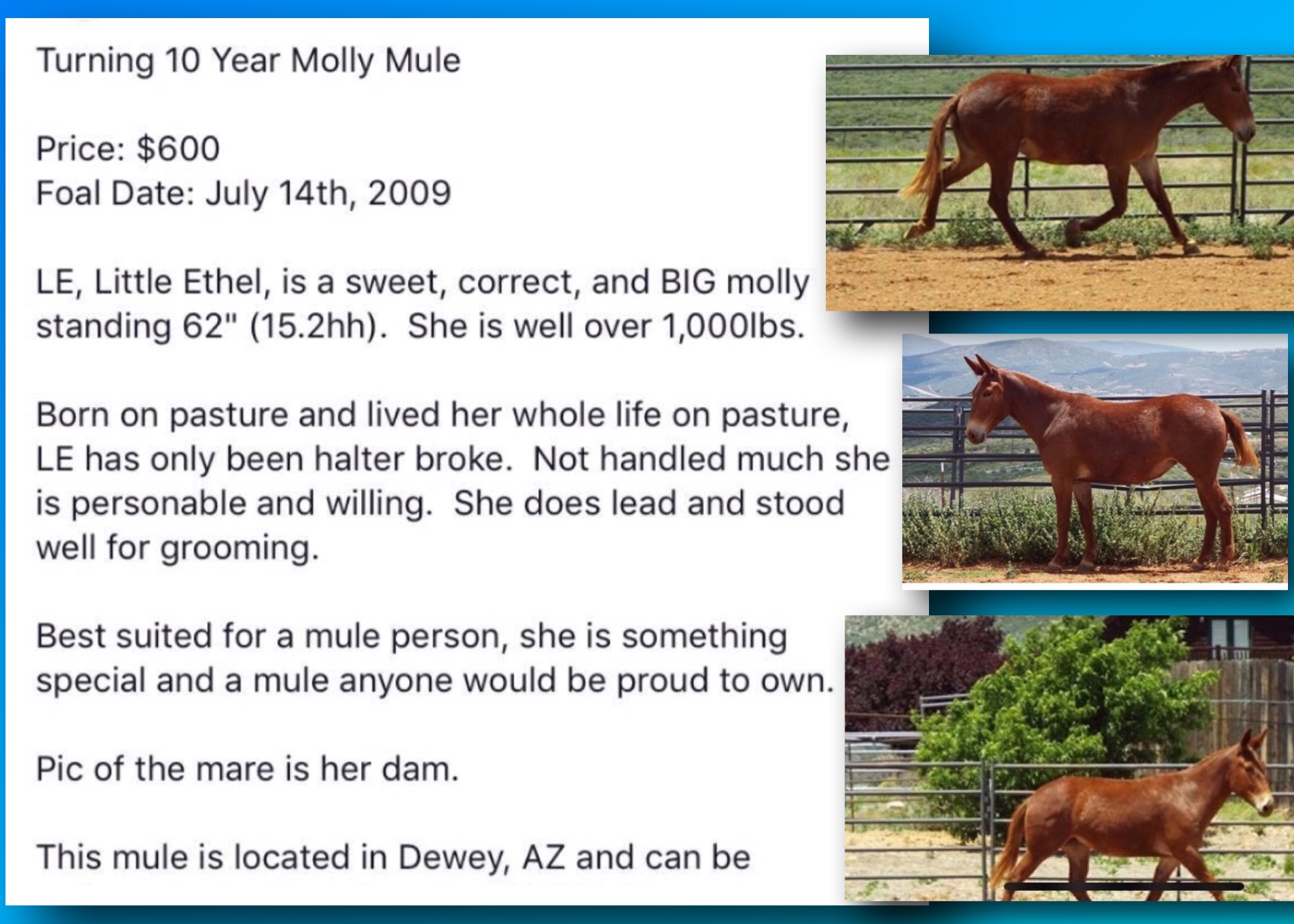 Little Ethel – 3MULES.COM