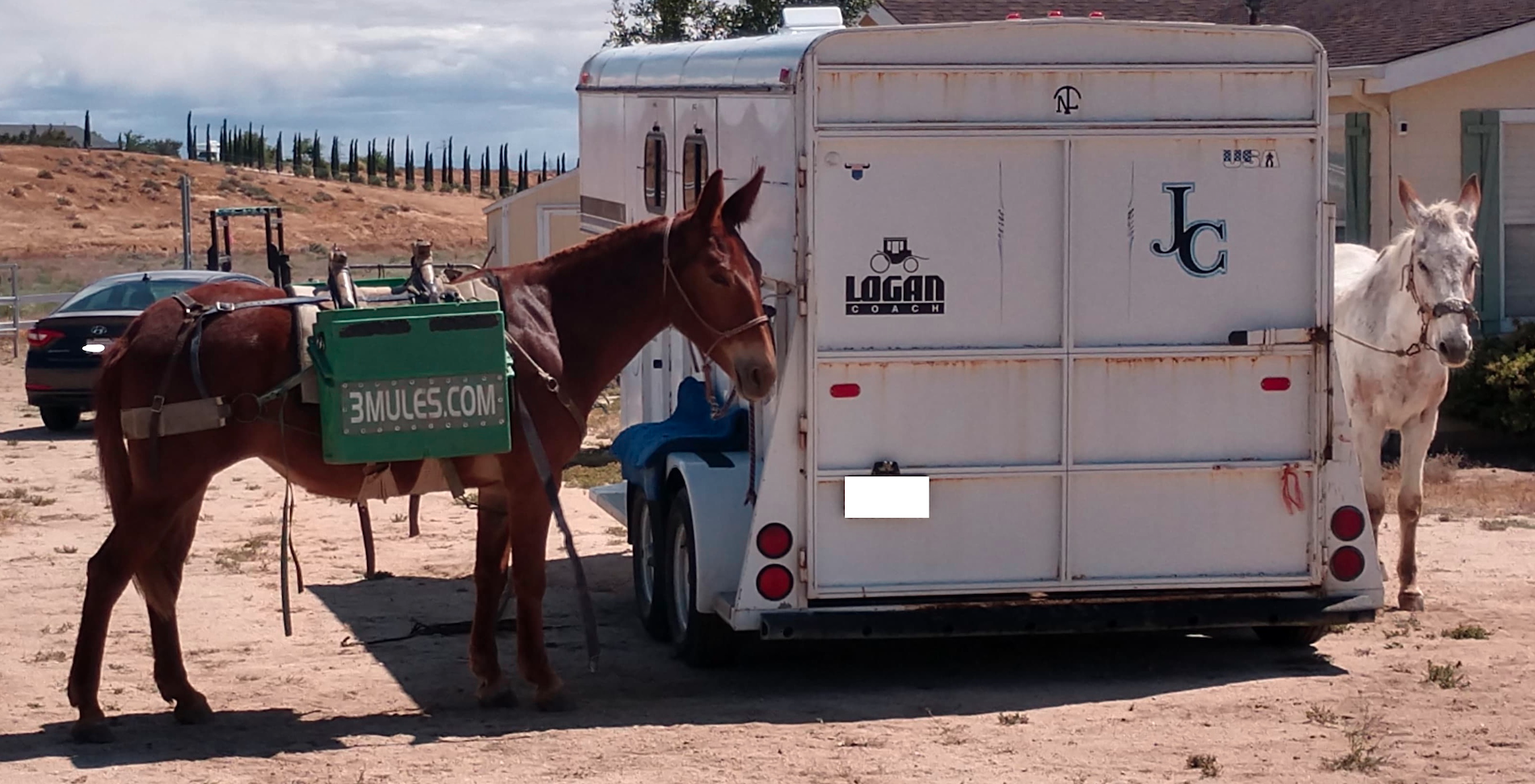 Little Ethel – 3MULES.COM